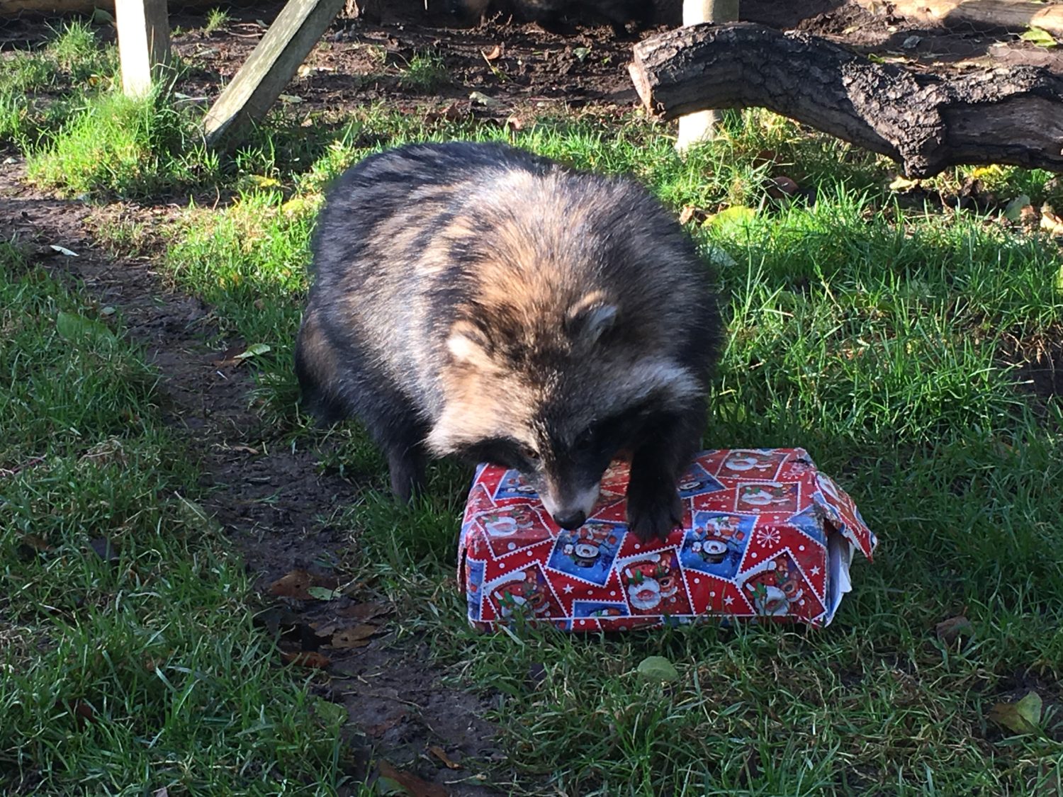 raccoon dog 1 - Reaseheath College