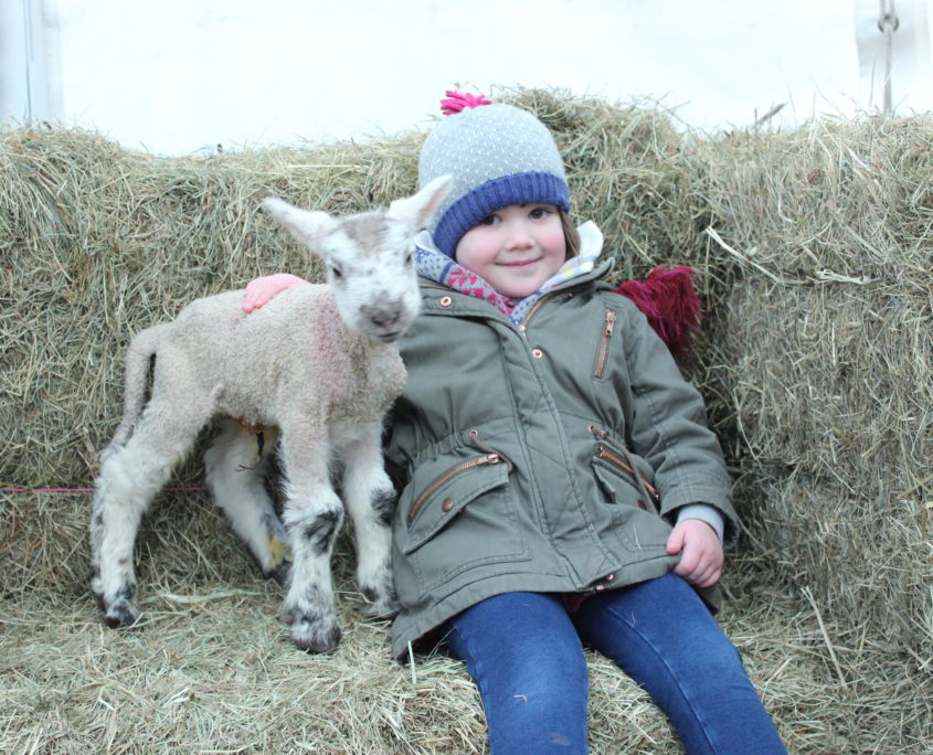 Families will flock to Reaseheath lambing - Reaseheath College