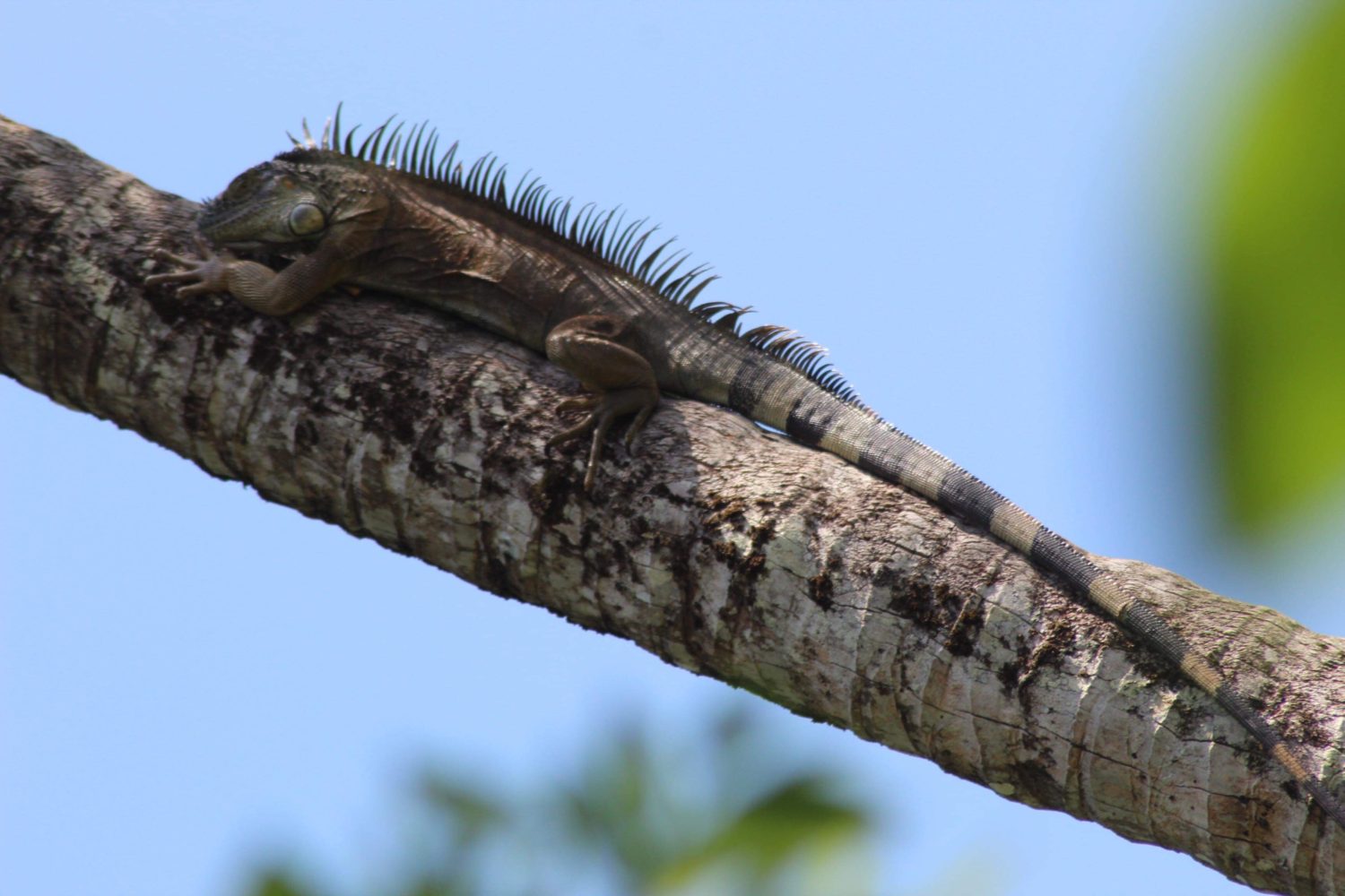 Costa Rica Study Tour 2019 - Reaseheath College