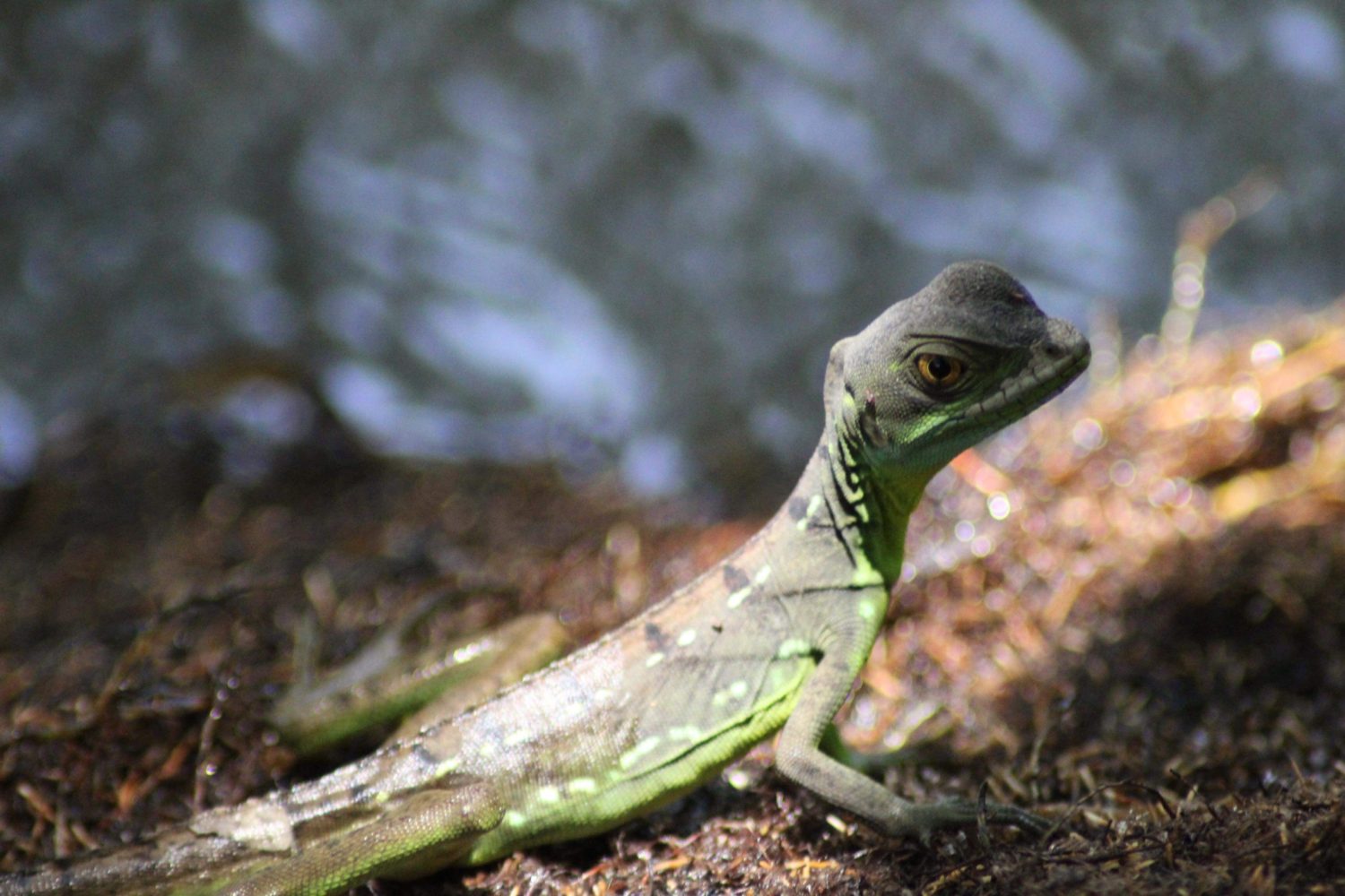 Costa Rica Study Tour 2019 - Reaseheath College