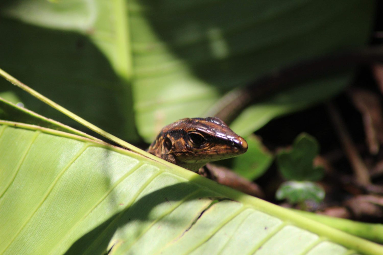 Costa Rica Study Tour 2019 - Reaseheath College