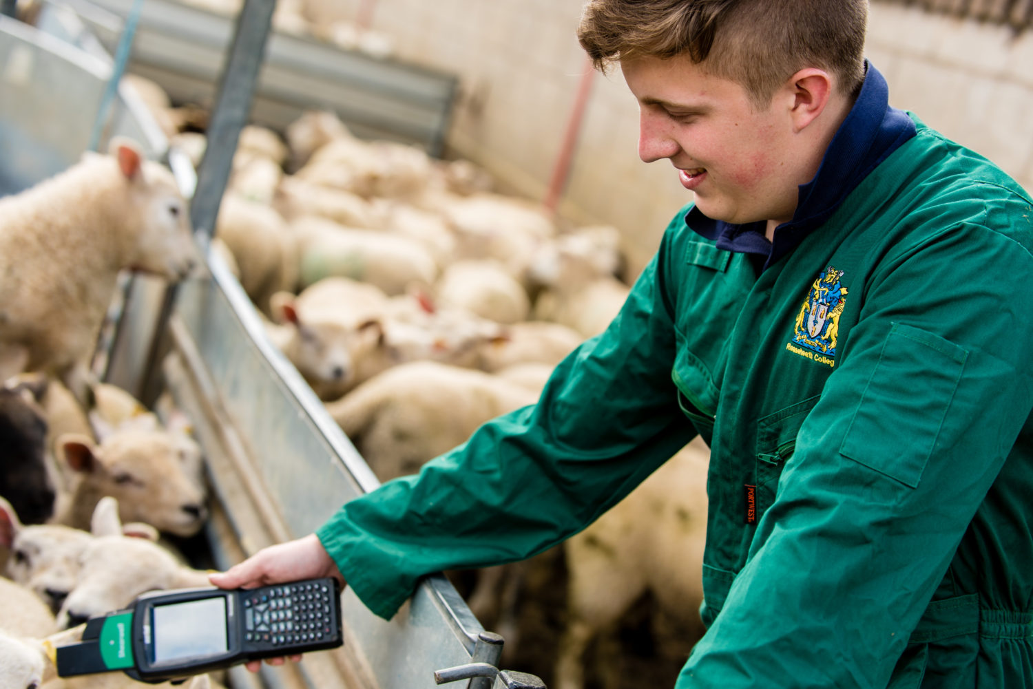 Agriculture student carrying out sheep identification - Reaseheath College