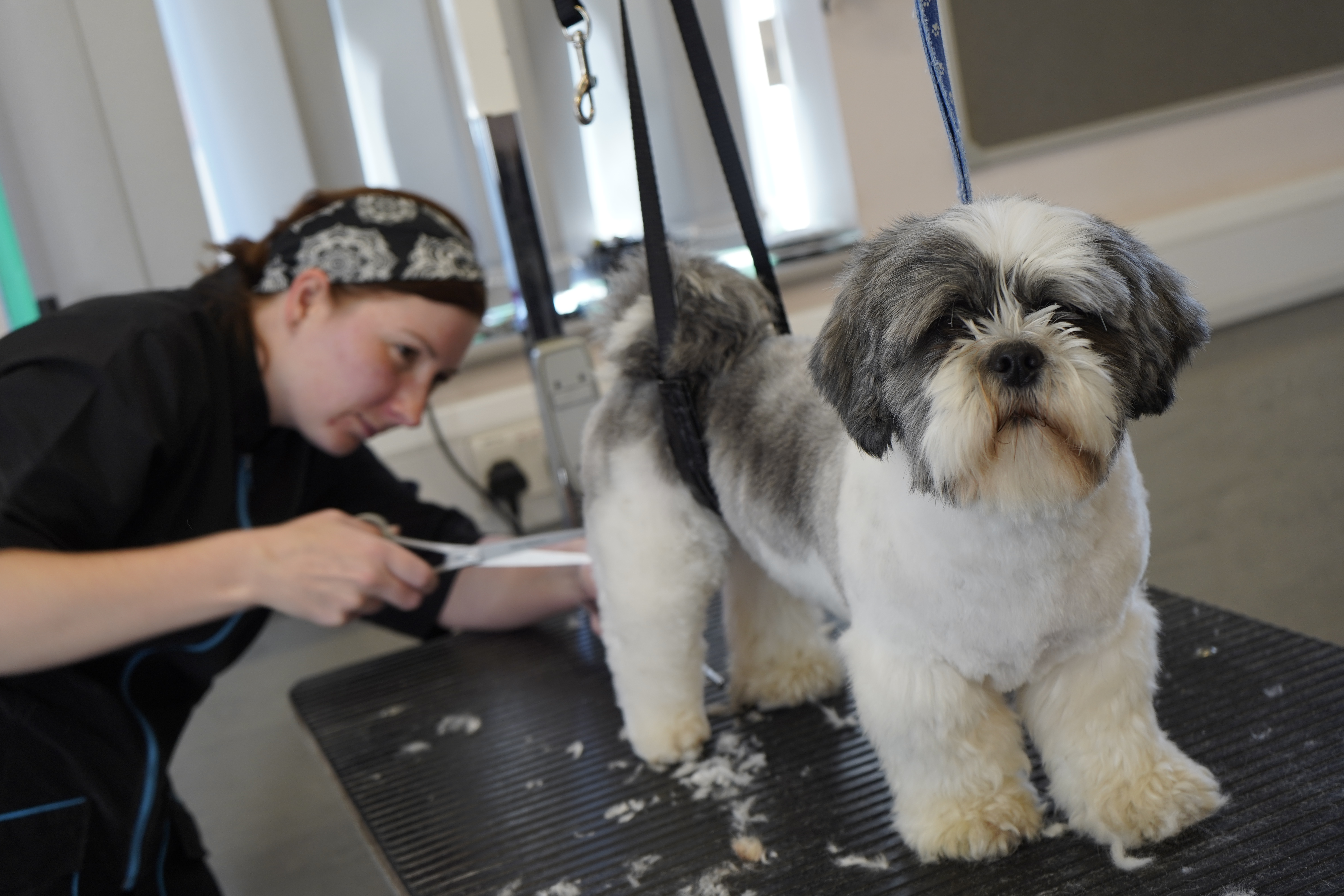 Dog grooming - May 19 [2] - Reaseheath College