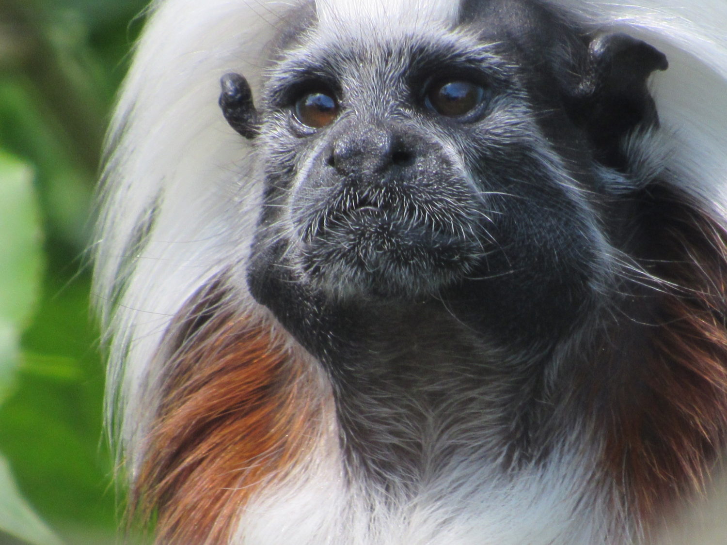 Reasheath Zoo - Meet our Animal [08 (10) - Reaseheath College