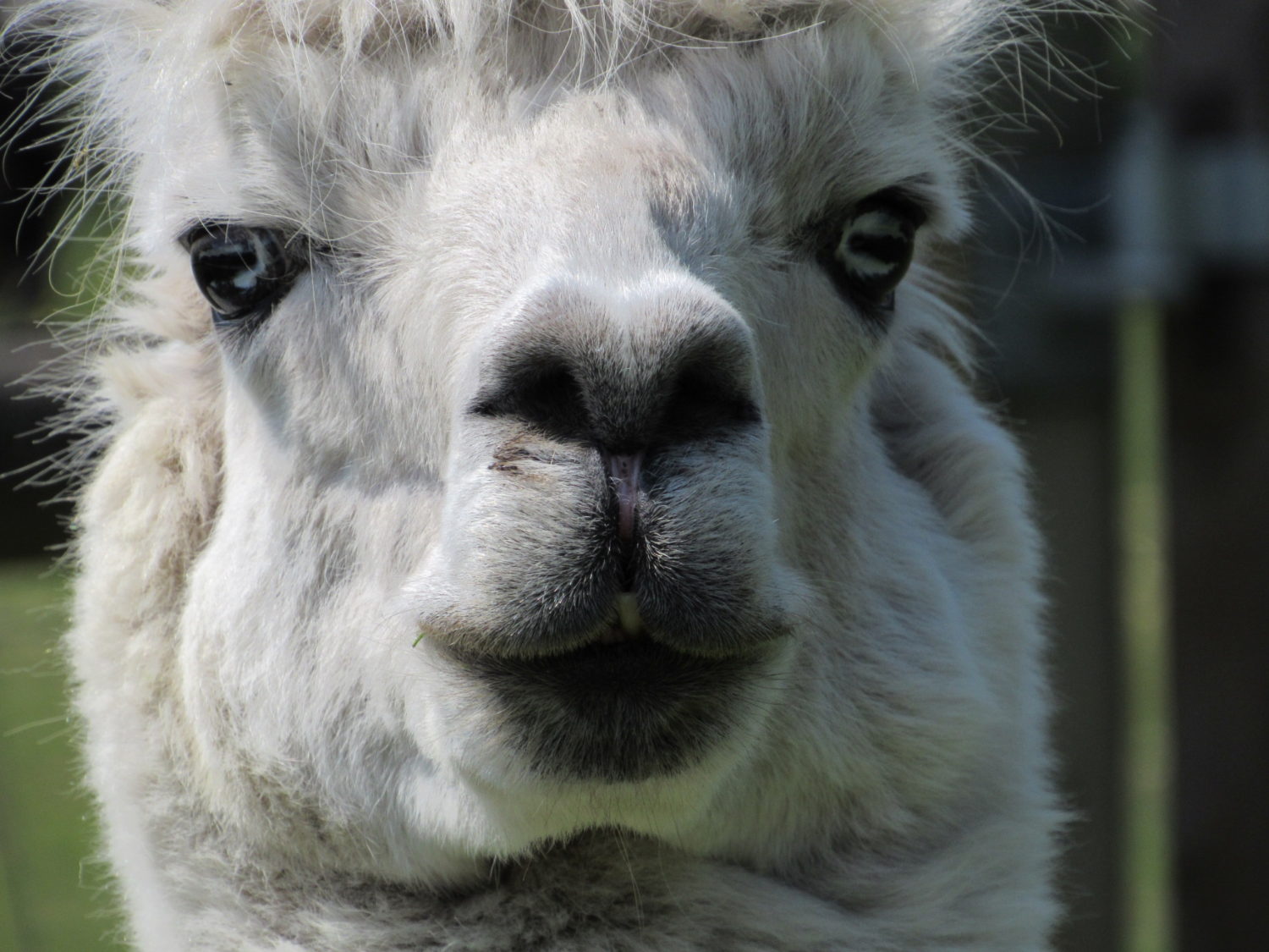 Reasheath Zoo - Meet our Animal [08 (12) - Reaseheath College