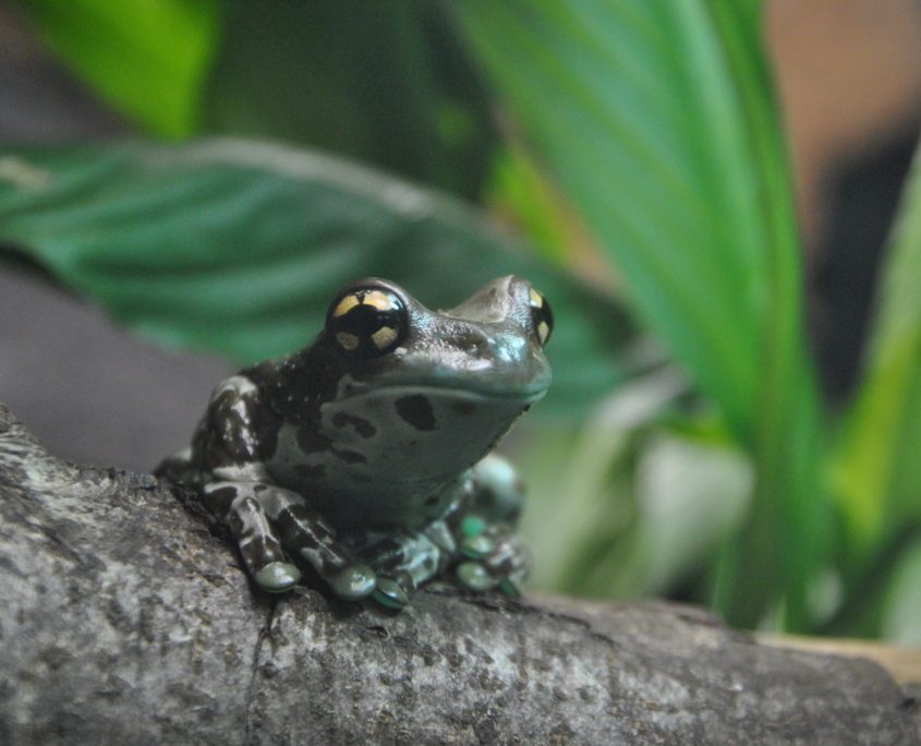 Animal Management Courses for Adult Learners - Reaseheath College