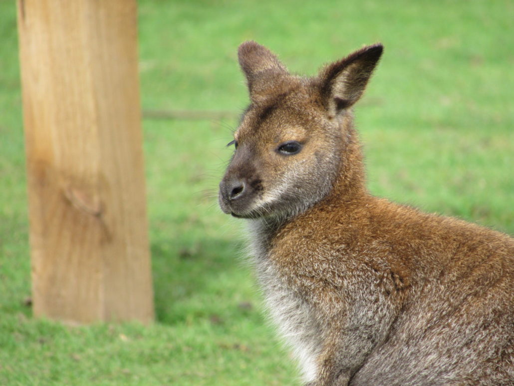Reasheath Zoo - Meet our Animal [08 (5) - Reaseheath College