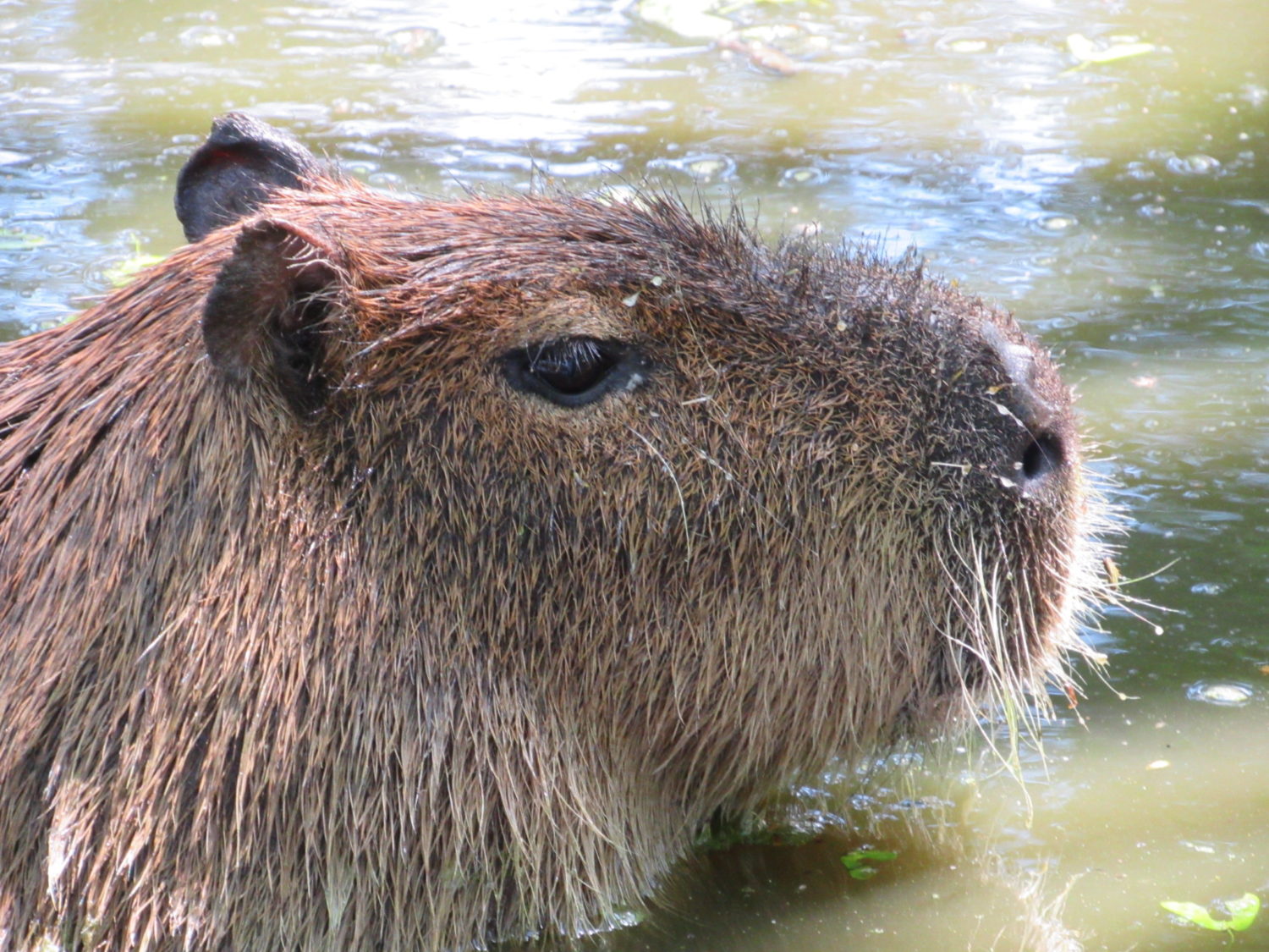 Reasheath Zoo - Meet our Animal [08 (6) - Reaseheath College