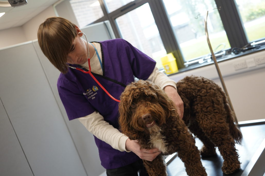 Level 2 Award in Principles of First Aid for Cats & Dogs - Reaseheath ...