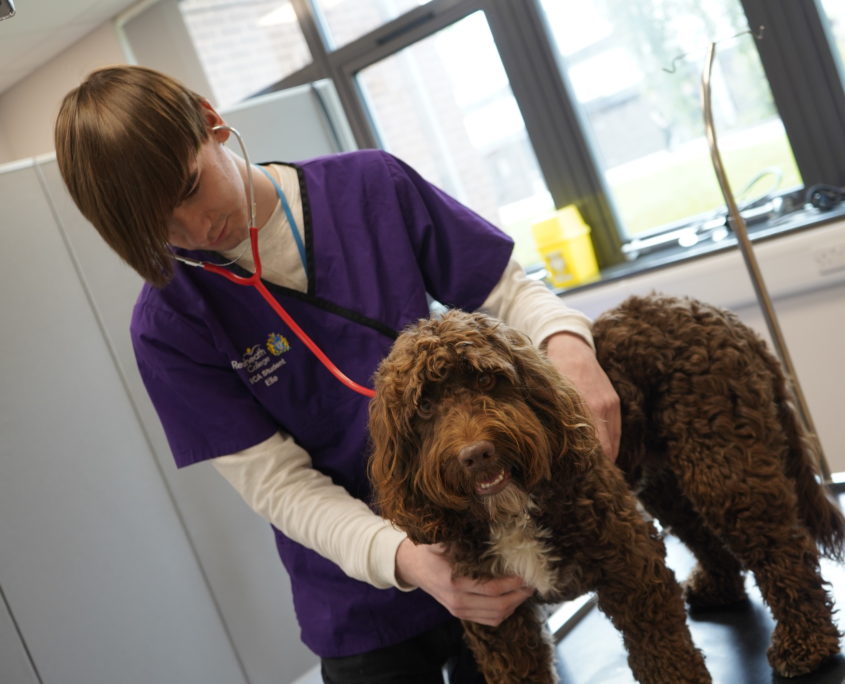 Veterinary Nursing - Reaseheath College