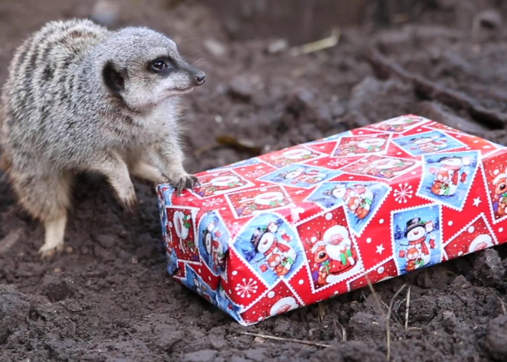 Animal enrichment - Reaseheath College