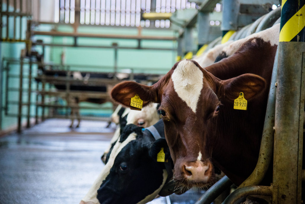 CowSignals® training for farmers - Reaseheath College