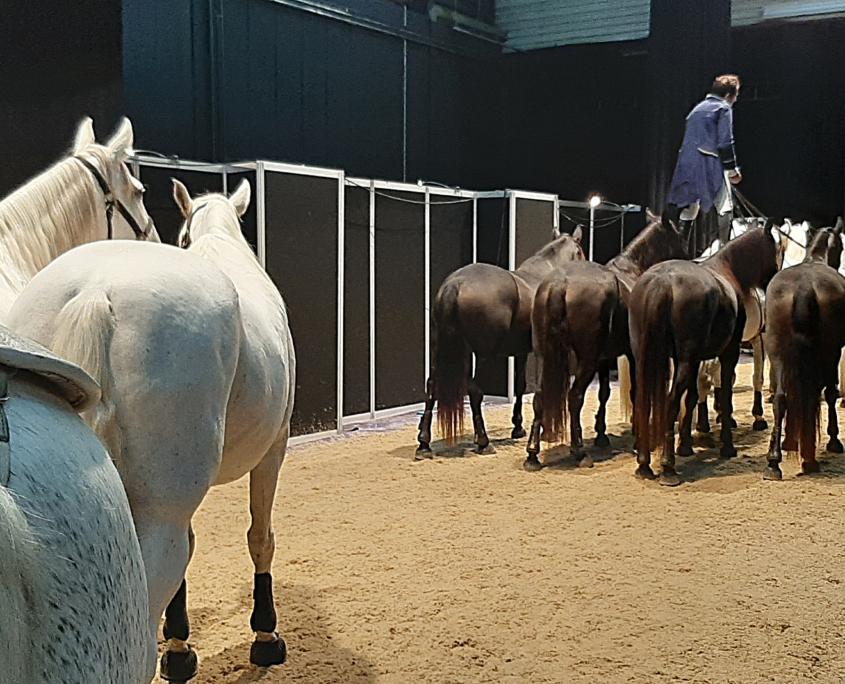 Outstanding HOYS experience for equine students - Reaseheath College
