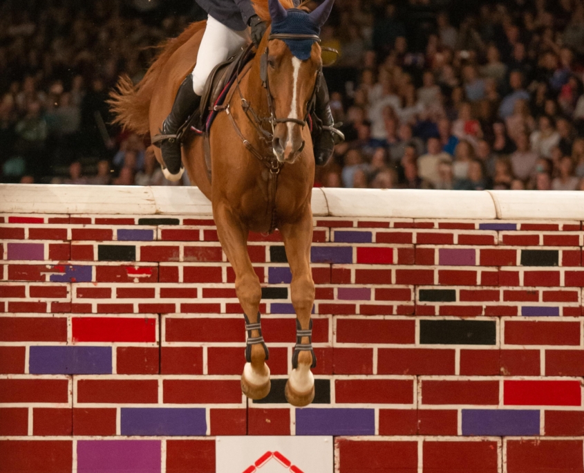 Outstanding HOYS experience for equine students - Reaseheath College