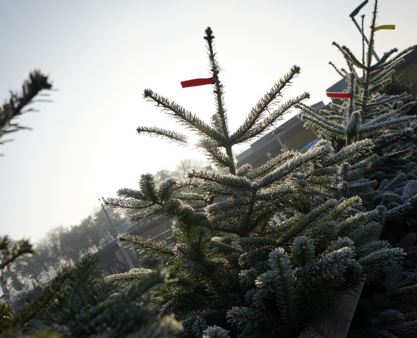 Christmas market attracts thousands to Reaseheath College - Reaseheath College