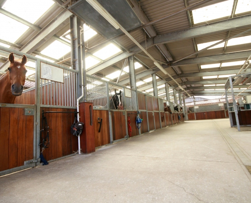 Equine short courses - Reaseheath College