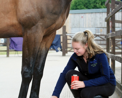Equine short courses - Reaseheath College