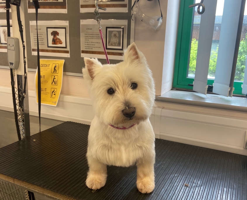 Animal Management Courses for Adult Learners - Reaseheath College