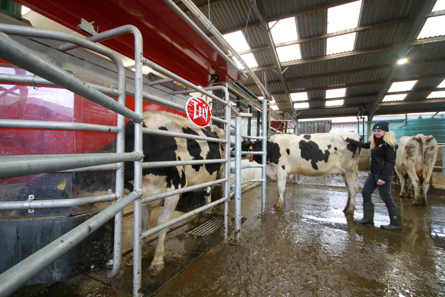 Chloe Cooper with cows automated dairy - Reaseheath College