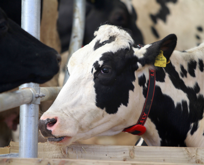 Robotic milking system leads the way in green digital technology - Reaseheath College