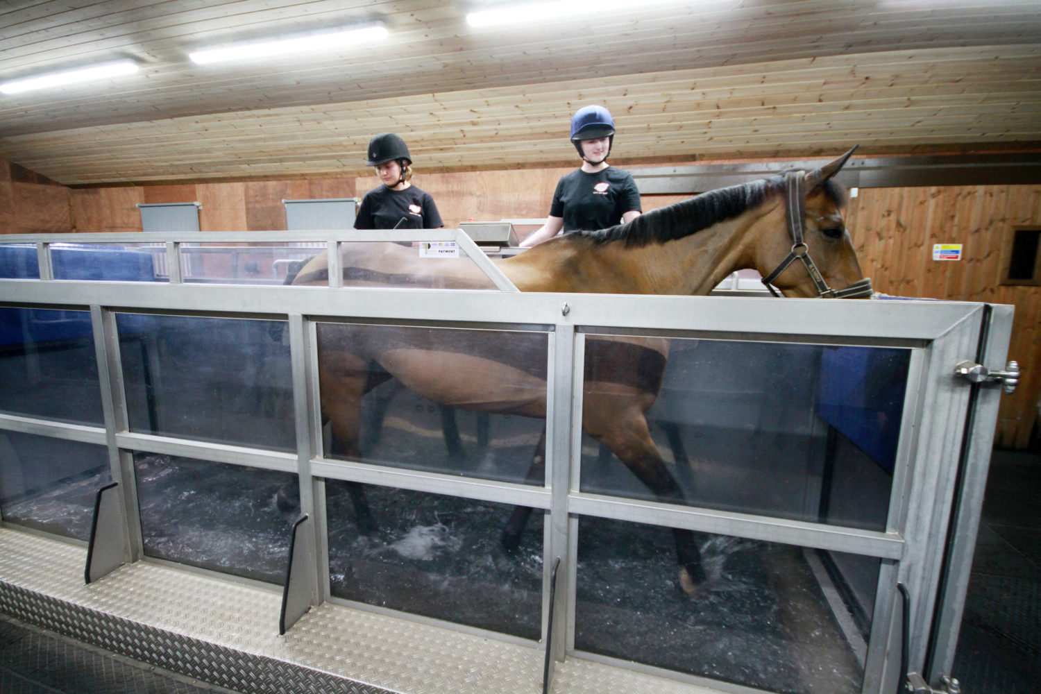 Equine Hydrotherapy Assistants L3 Diploma - Reaseheath College