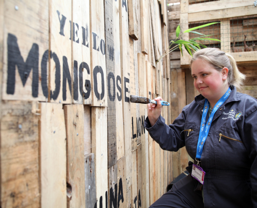 Students build stylish accommodation for mongooses - Reaseheath College