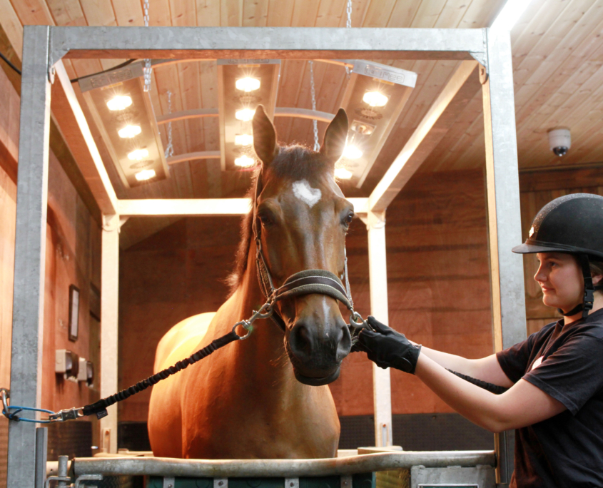 Unique equine hydrotherapy course from Reaseheath College and Rookery Equine - Reaseheath College