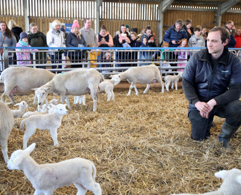 Families expected to flock to Reaseheath Lambing Weekends