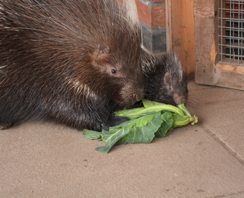 New family arrivals for Henning the porcupine - Reaseheath College
