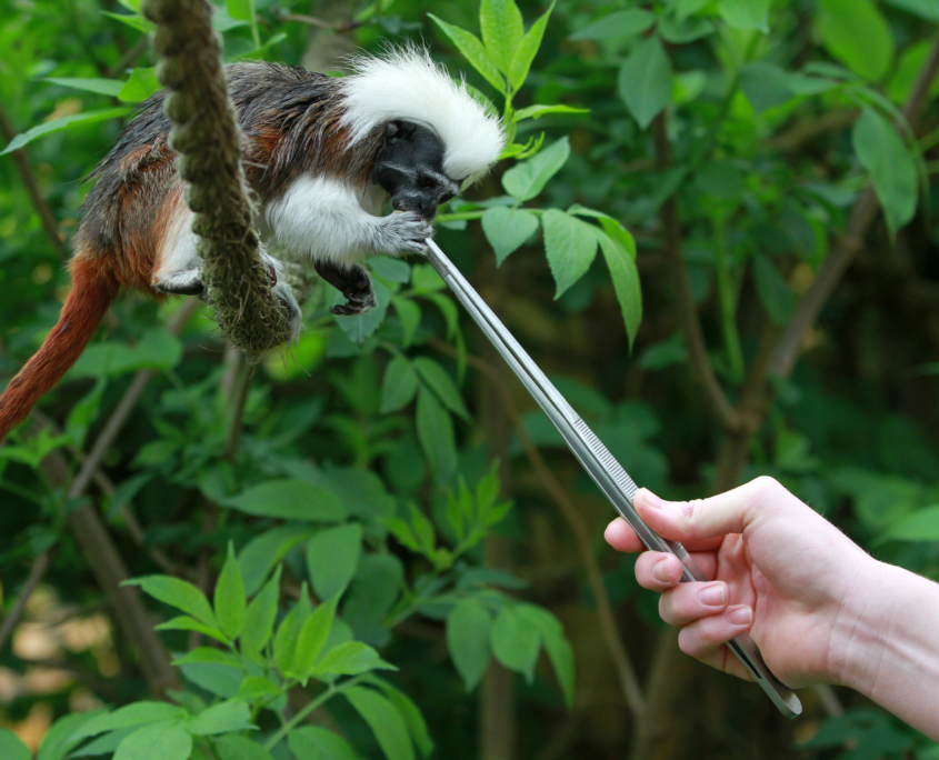 What it’s like to study Animal Management at Reaseheath by Niamh Hearty - Reaseheath College