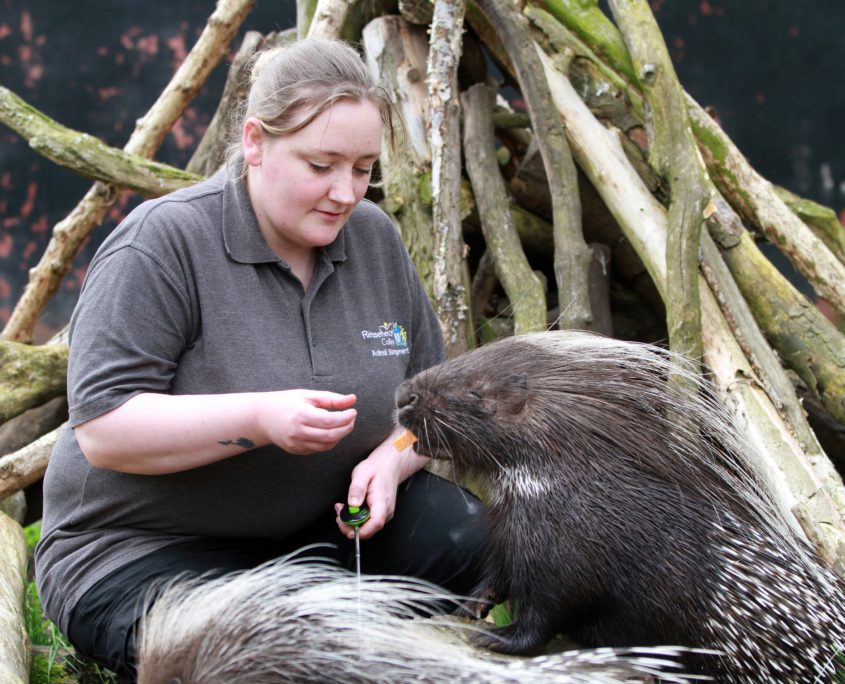 What it’s like to study Animal Management at Reaseheath by Niamh Hearty - Reaseheath College