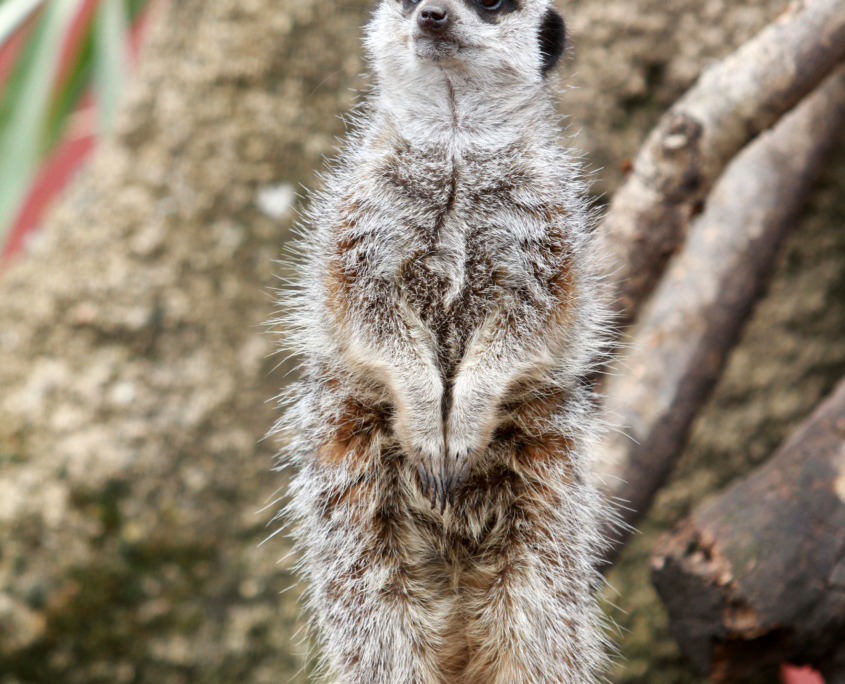 What it’s like to study Animal Management at Reaseheath by Niamh Hearty - Reaseheath College