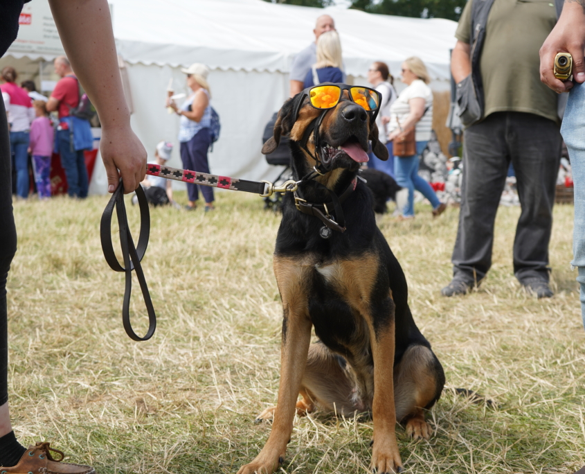 Nantwich Show hailed outstanding success - Reaseheath College
