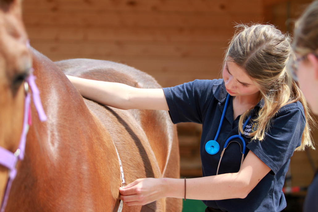 Introduction to Basic First Aid for Horses - Reaseheath College