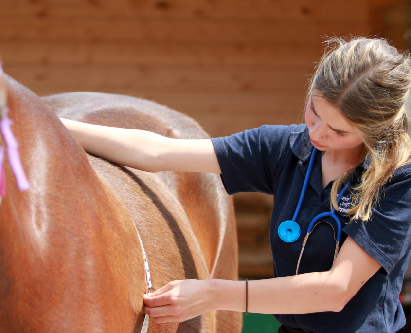 Equine short courses - Reaseheath College