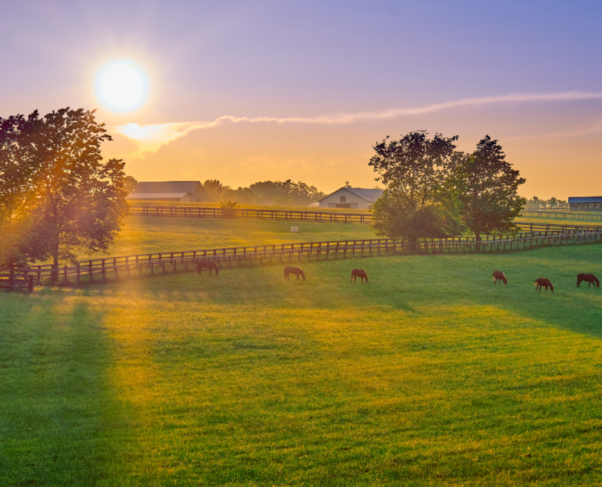 Equine short courses - Reaseheath College