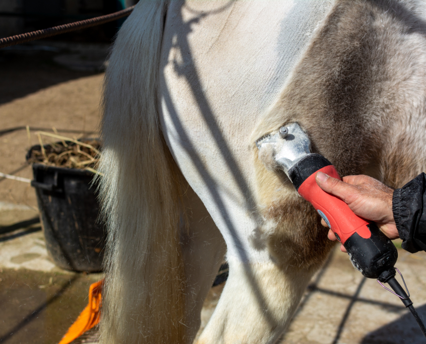 Equine short courses - Reaseheath College