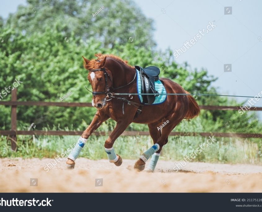 Equine short courses - Reaseheath College