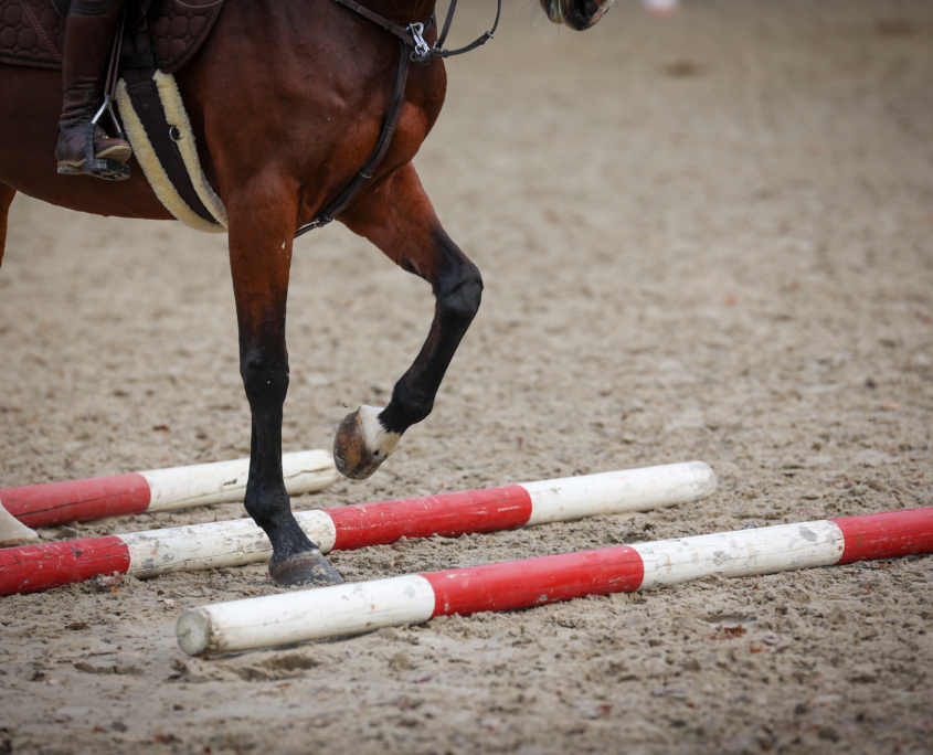 Equine short courses - Reaseheath College