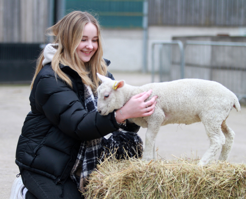 Change of date for popular Reaseheath lambing event - Reaseheath College