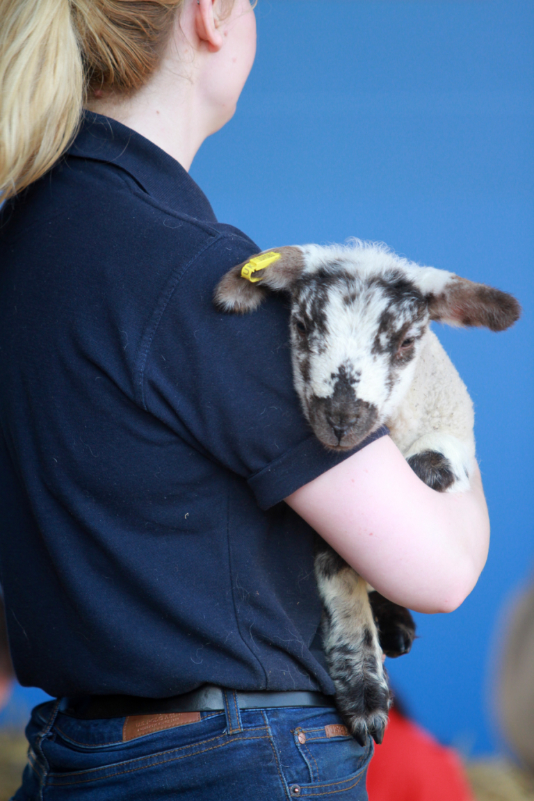 Lambing - Reaseheath College