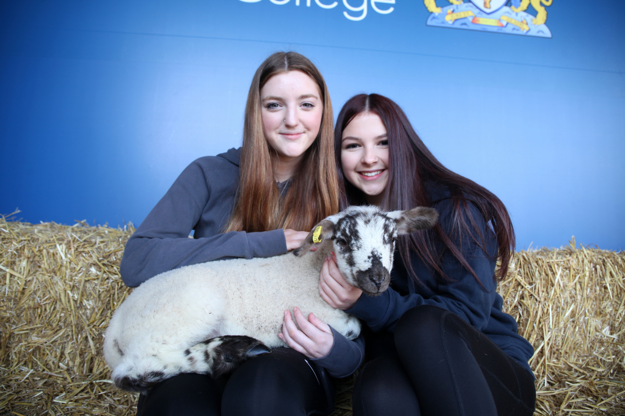 Lambing - Reaseheath College