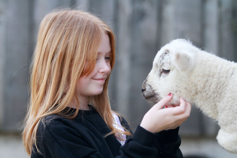 Lambing Reaseheath College