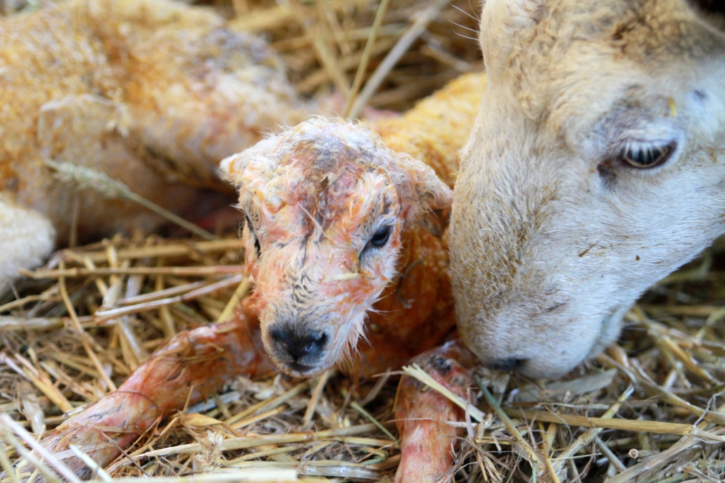 Lambing - Reaseheath College